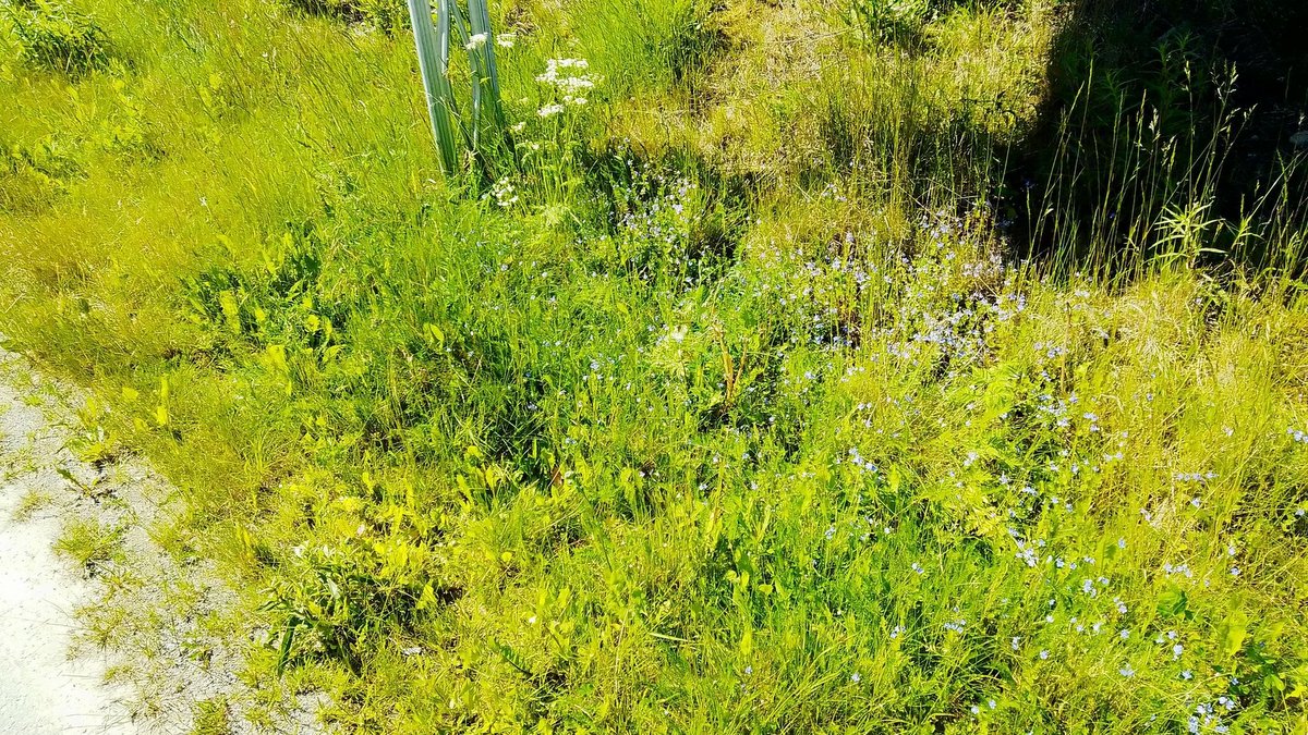 Derfor slås veikantene når blomstene er på sitt fineste - Indre24